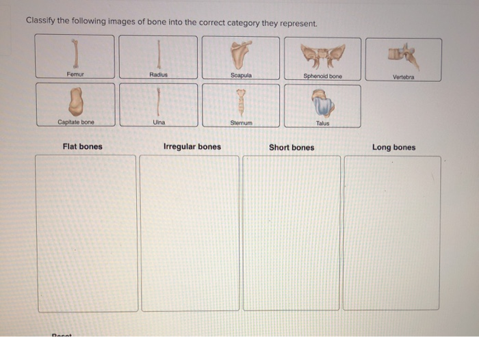 Solved Classify the following images of bone into the | Chegg.com