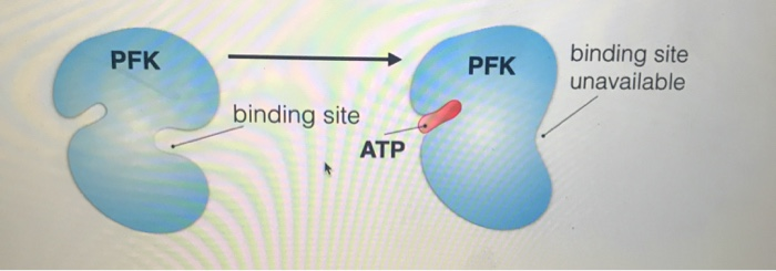Solved PFK PFK binding site unavailable binding site ATP | Chegg.com