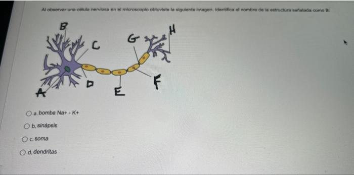 Solved bomba Na+−K+ b, sinápsis C. soma d. dendritas | Chegg.com