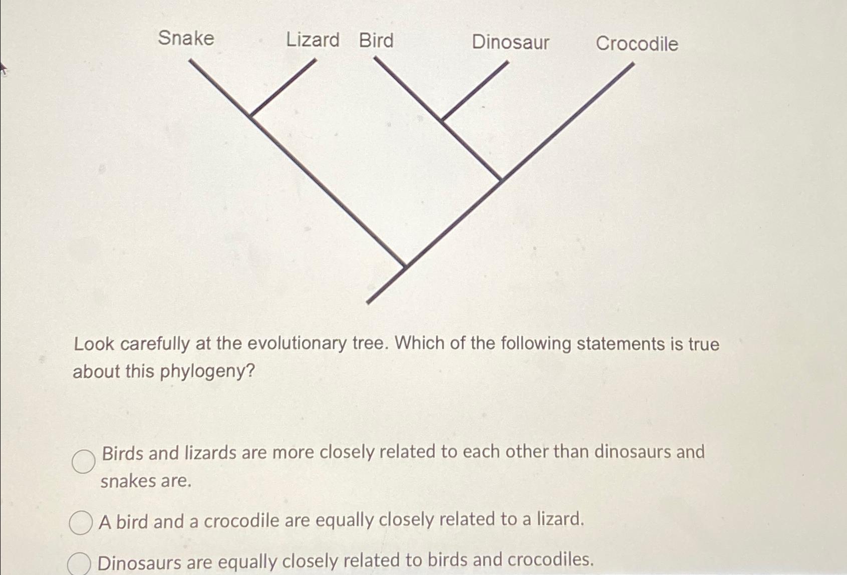 Solved SnakeLizardBirdDinosaurCrocodileCLook carefully at | Chegg.com