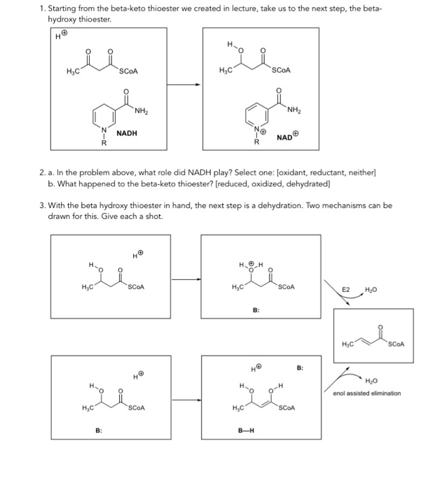 Solved 1. Starting from the beta-keto thioester we created | Chegg.com