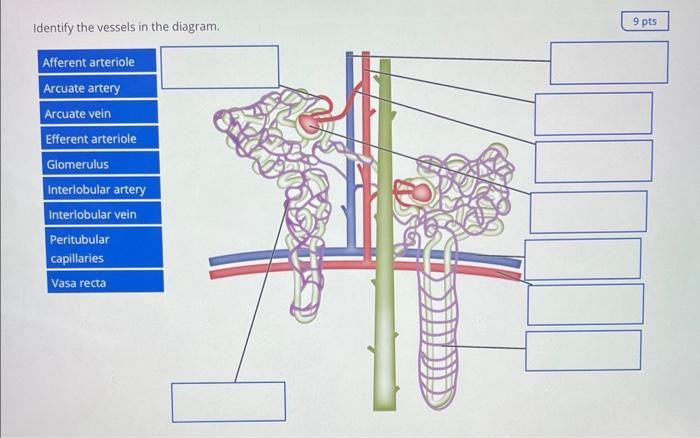 Solved Identify the vessels in the diagram. 9 pts | Chegg.com