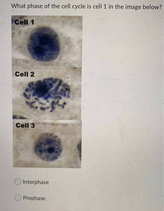 Solved What phase of the cell cycle is cell 1 in the image | Chegg.com