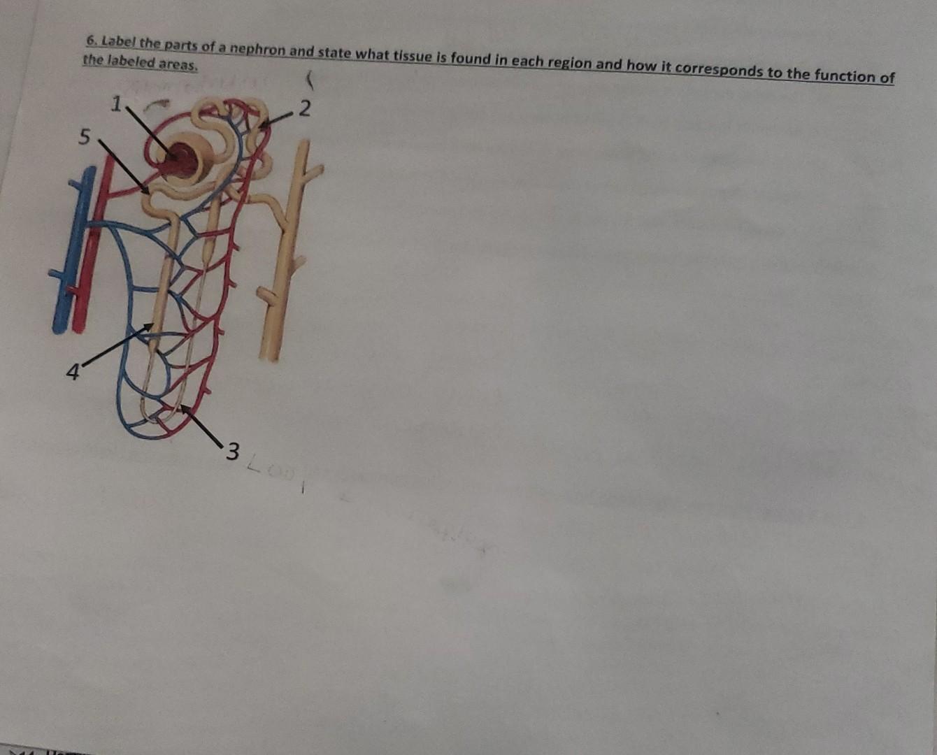 Solved 6. Label the parts of a nephron and state what tissue | Chegg.com