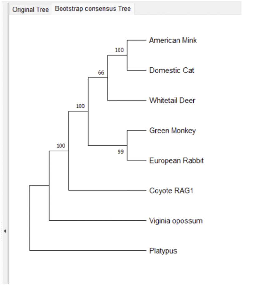 Solved Please lab the traits for this phylogenetic tree | Chegg.com