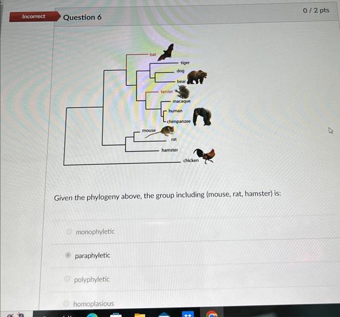 Solved Given the phylogeny above, the group including | Chegg.com