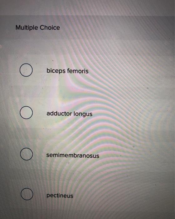 Solved What muscle is indicated by the arrow? Multiple | Chegg.com
