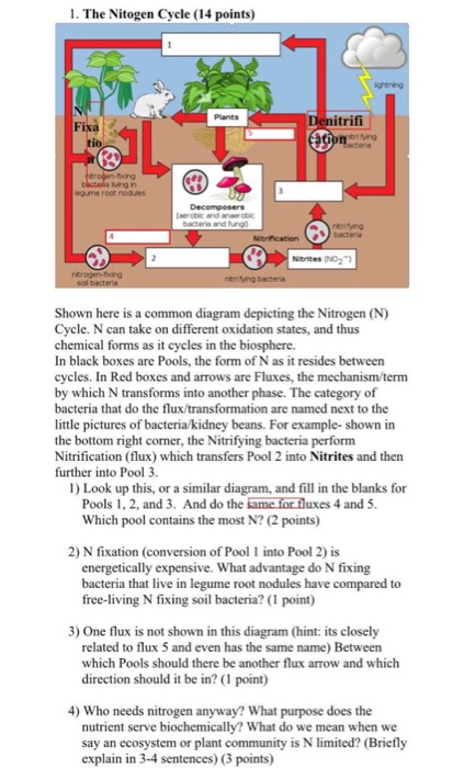 Solved 1. The Nitogen Cycle (14 points) ghting Denitrifi | Chegg.com
