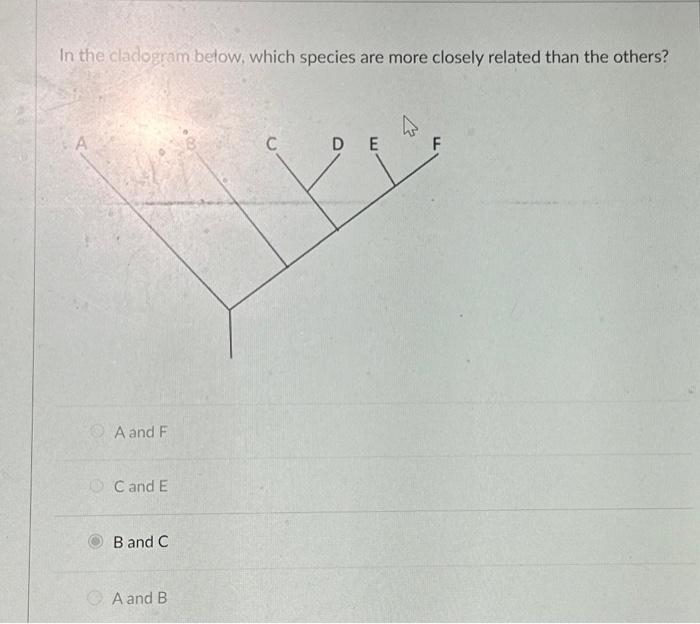 Solved In the cladogram below, which species are more | Chegg.com