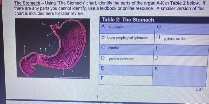 The Stomach - Using "The Stomach" chart, identify the | Chegg.com