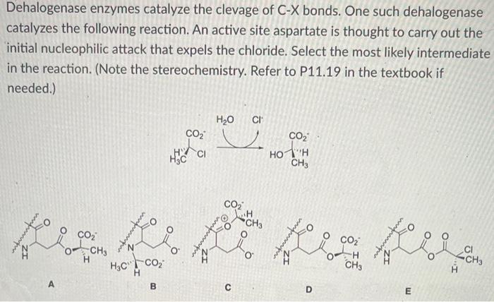 Solved Dehalogenase enzymes catalyze the clevage of C−X | Chegg.com