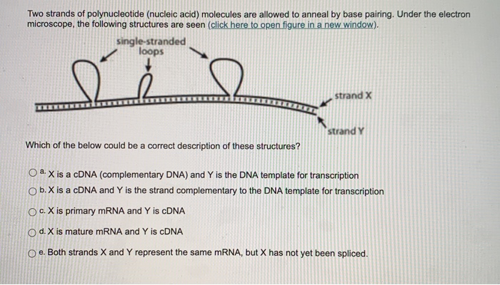 Solved Two strands of polynucleotide (nucleic acid) | Chegg.com