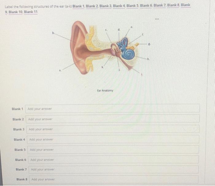 Solved Label the following structures of the ear (a-k) Blank | Chegg.com