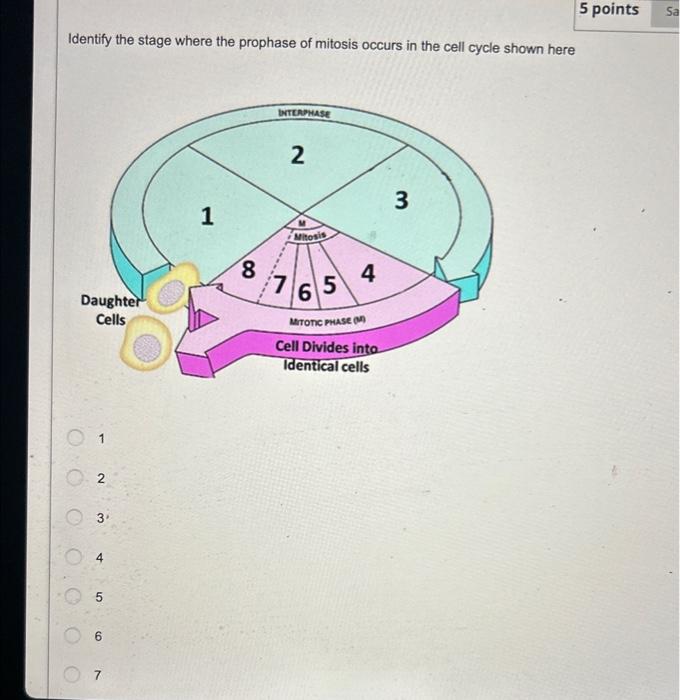 Solved 1.identify the stage where prophase if mitois occurs | Chegg.com