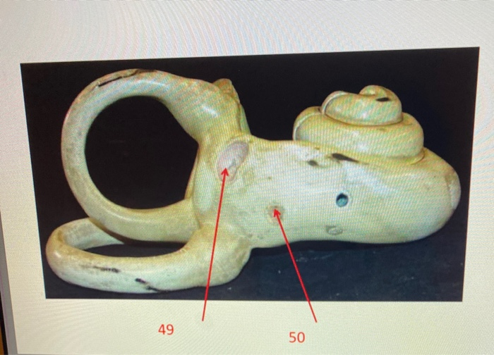 Solved REAL ANATOMY CD 24 REAL ANATOMY CD 25 REAL | Chegg.com