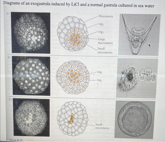 Introduction In this experiment, sea urchin embryos | Chegg.com
