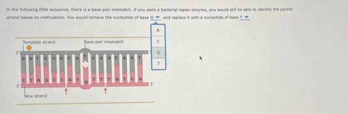Solved 5. Correcting DNA replication errors The accuracy of | Chegg.com