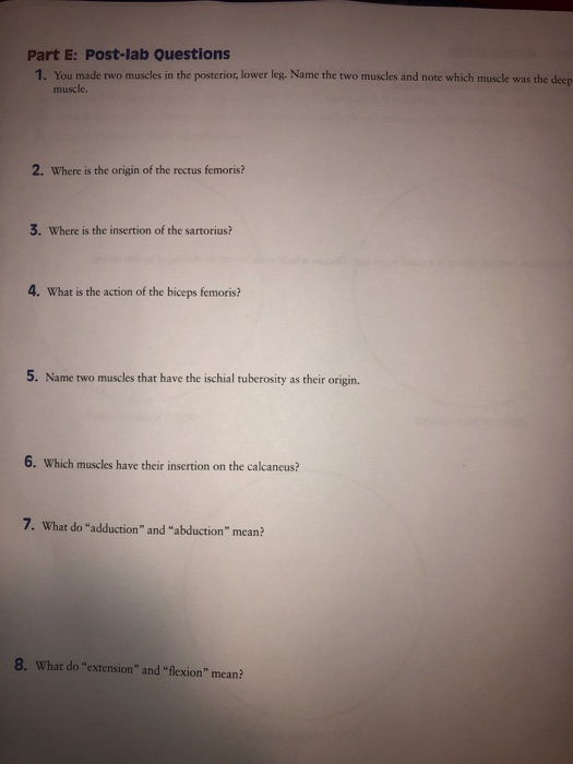 Solved Part E: Post-lab Questions 1. You made two muscles in | Chegg.com