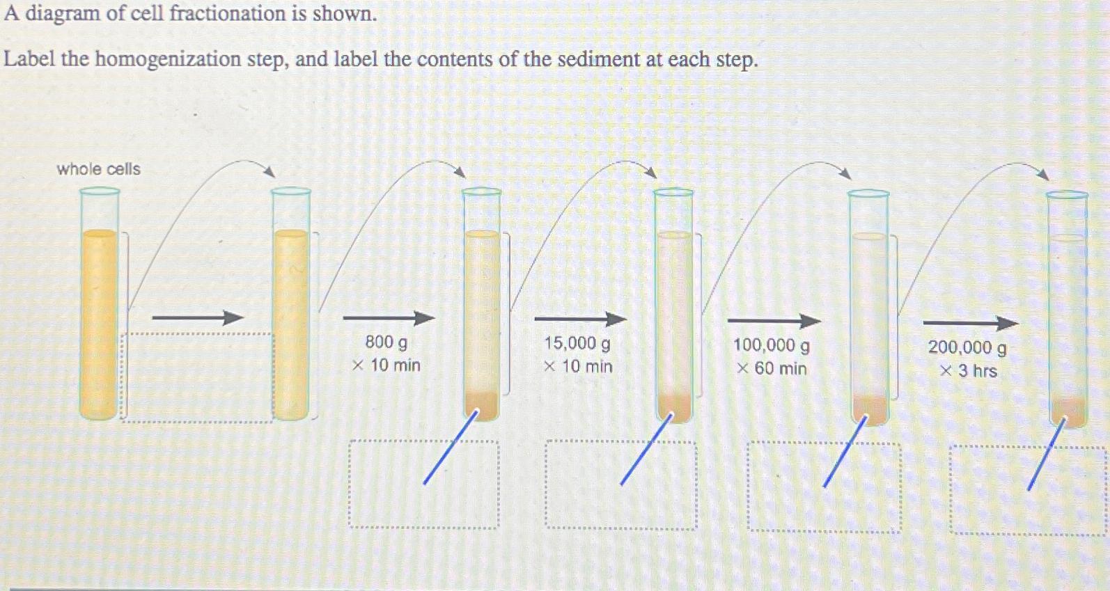 Solved A diagram of cell fractionation is shown.Label the | Chegg.com
