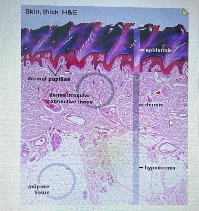 Solved Activity 1. Skin Slides 1. Observe the palmar skin | Chegg.com
