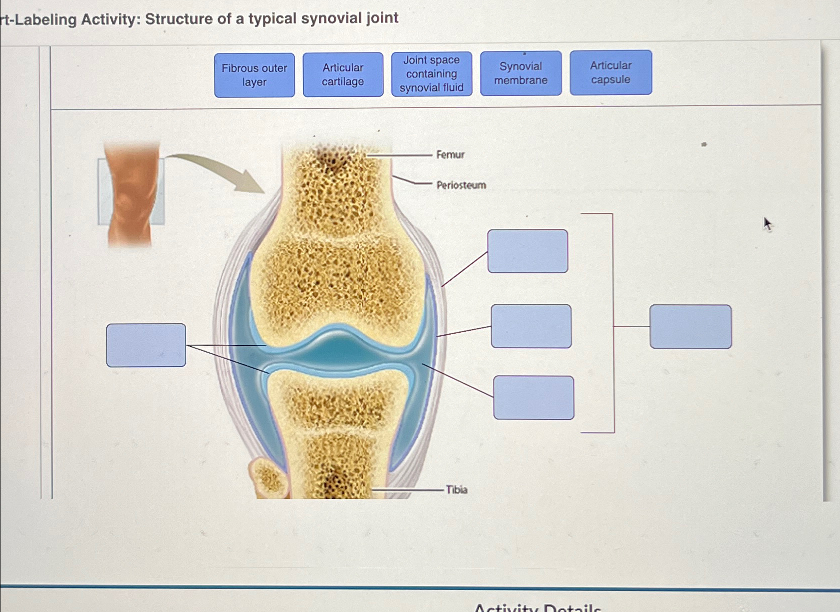 Solved t-Labeling Activity: Structure of a typical synovial | Chegg.com