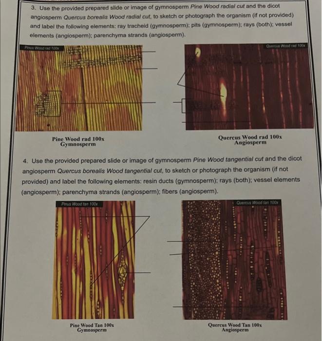 Tangential Section Of Pine Wood