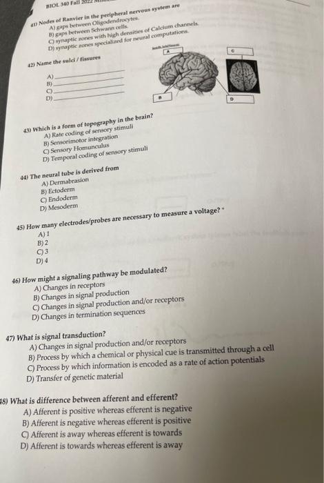 Solved HOE 340 Fall 1) Nodes of Ranvier in the peripheral | Chegg.com