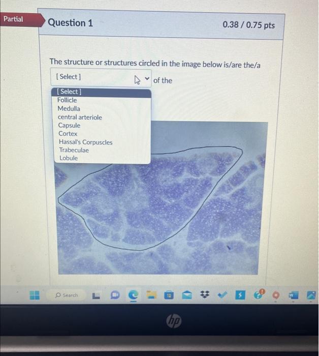 Solved The structure or structures circled in the image | Chegg.com