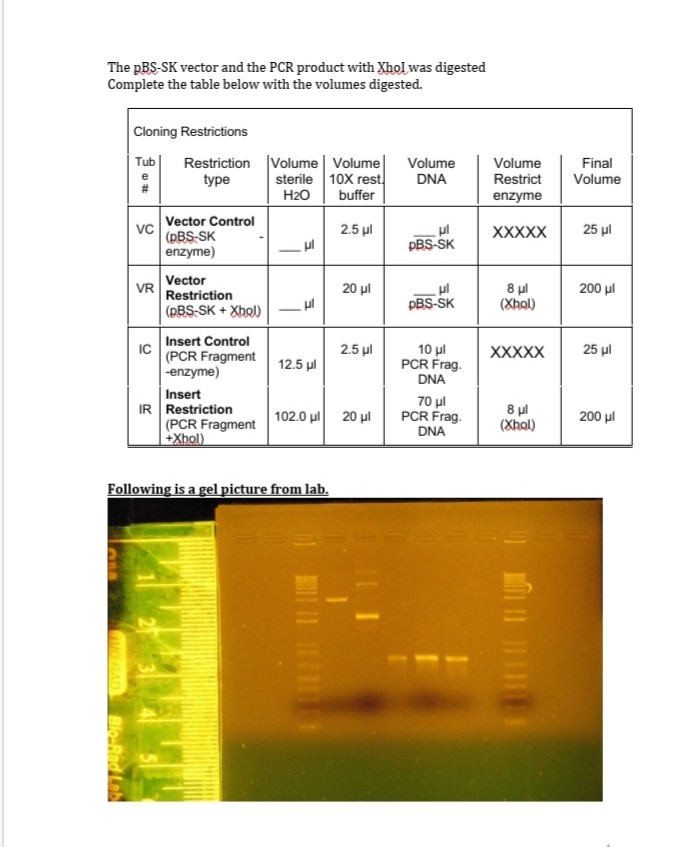 The PBS-SK vector and the PCR product with Xhol was | Chegg.com