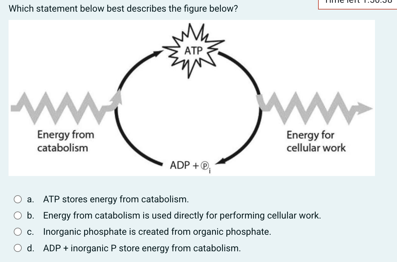 Solved Which statement below best describes the figure | Chegg.com