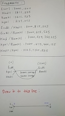 Solved Draw a restriction map.please explain how to draw it | Chegg.com