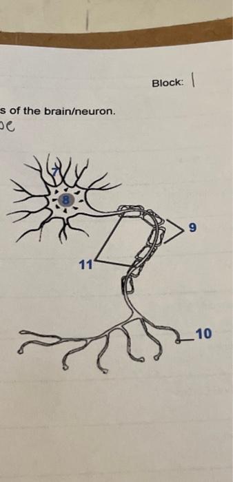 Solved s of the brain/neuron. | Chegg.com