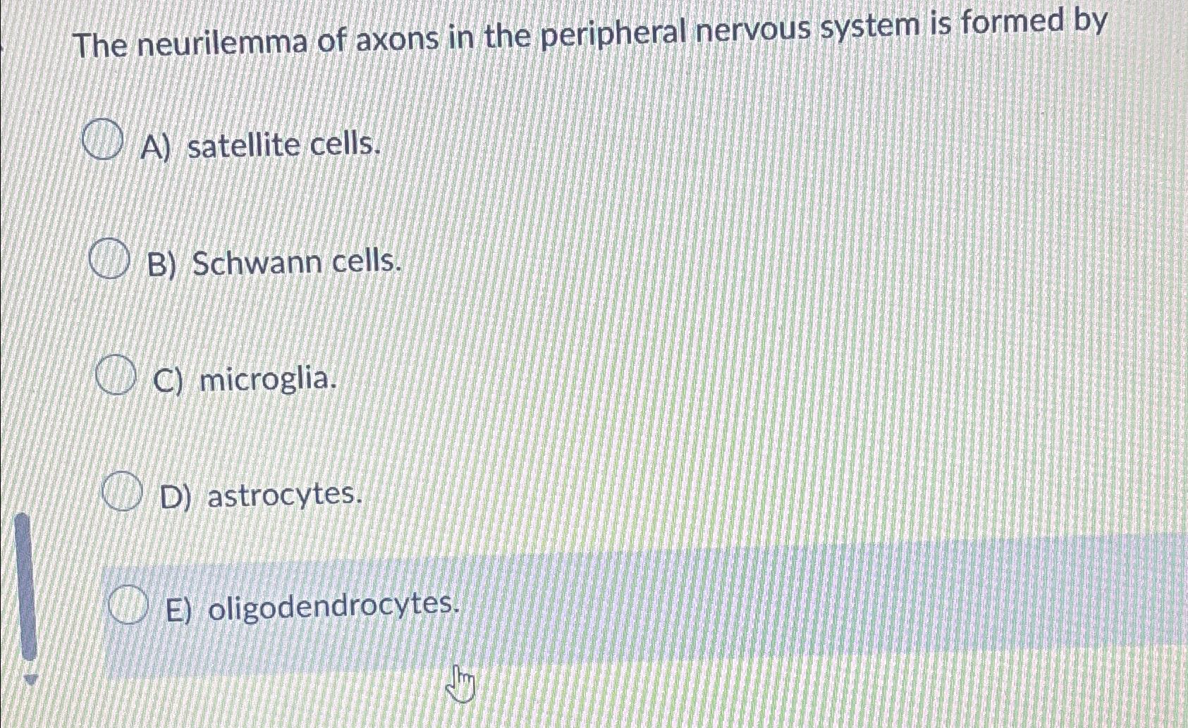Solved The neurilemma of axons in the peripheral nervous | Chegg.com