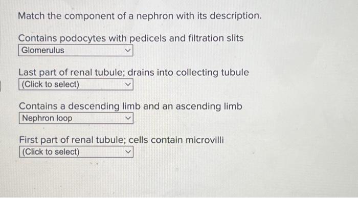 Solved Match the component of a nephron with its | Chegg.com