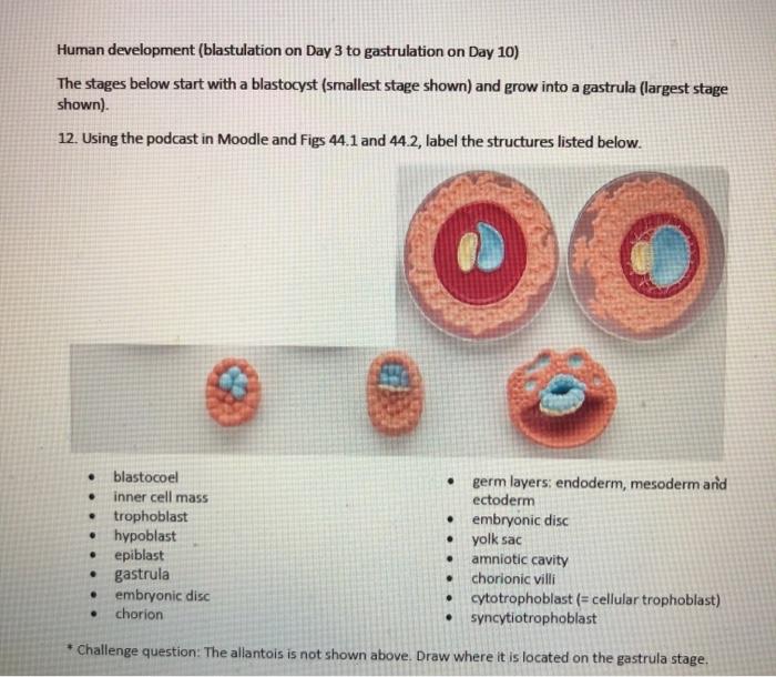 Solved Human development (blastulation on Day 3 to | Chegg.com