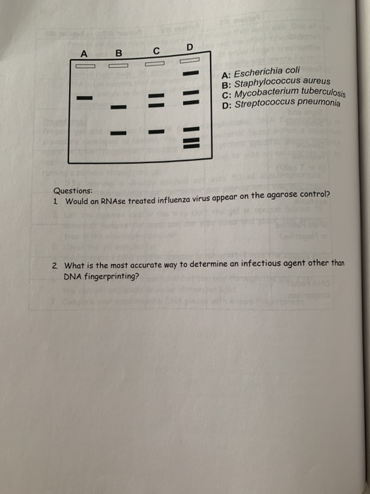 Solved A: Escherichia coli B: Staphylococcus aureus C: | Chegg.com