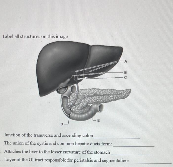 Solved Label all structures on this image А - E Junction of | Chegg.com