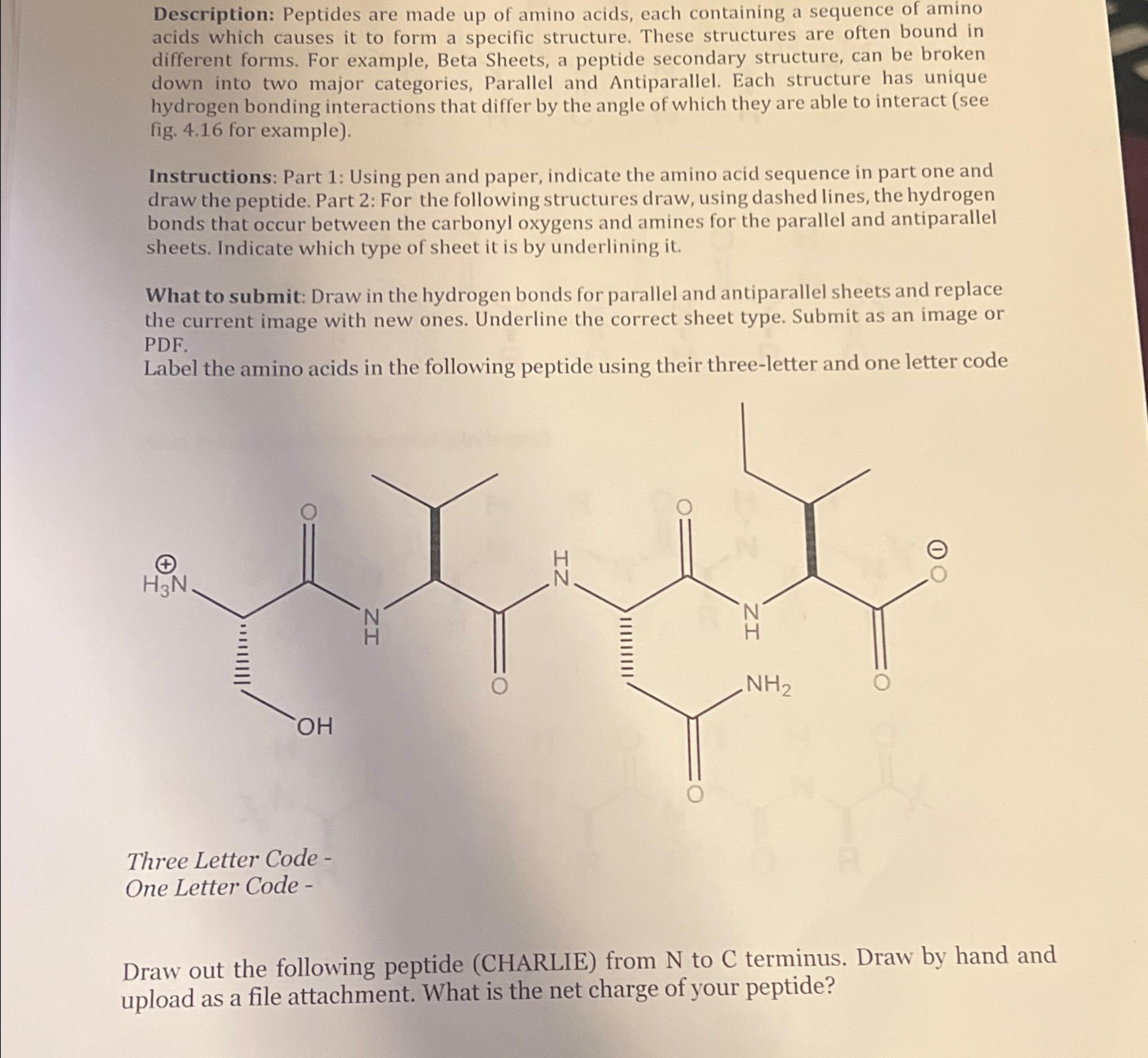 Solved Description: Peptides are made up of amino acids, | Chegg.com