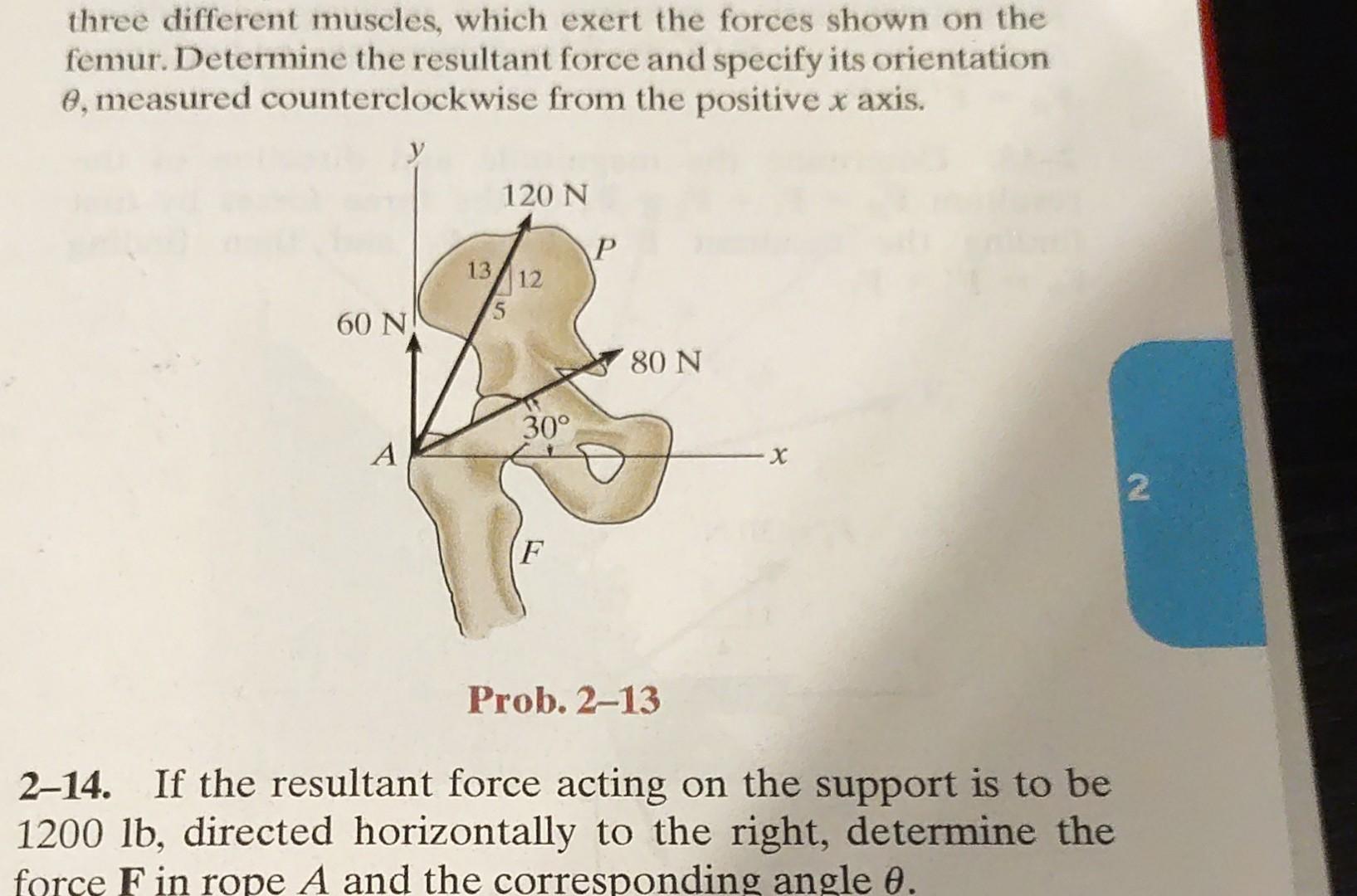 three different muscles, which exert the forces shown | Chegg.com