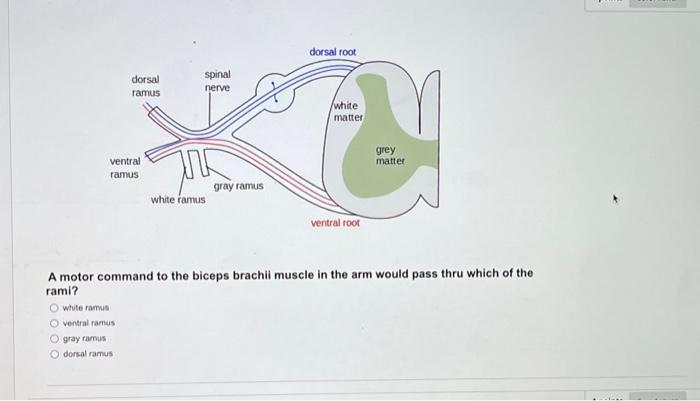 Solved A motor command to the biceps brachii muscle in the | Chegg.com