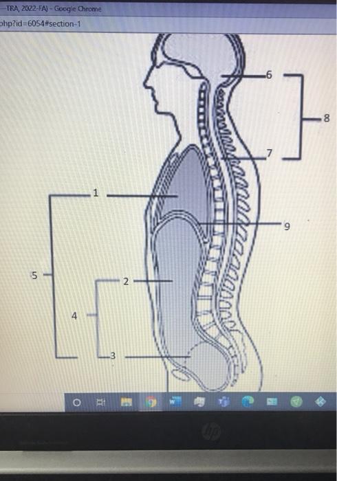 Solved Rat Dissection Coloring Sheet Color the following | Chegg.com