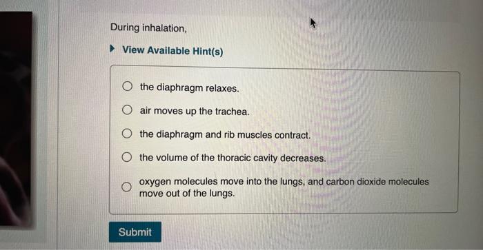 Solved During inhalation, View Available Hint(s) the | Chegg.com