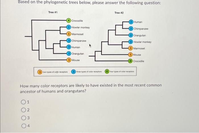 Solved Based on the phylogenetic trees below, please answer | Chegg.com