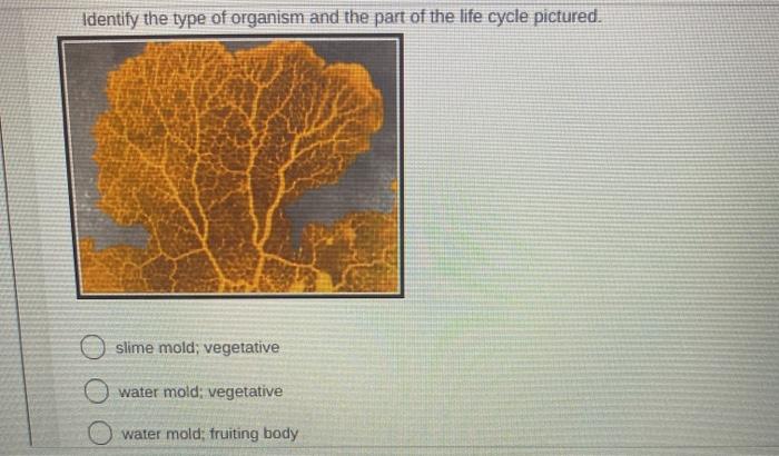 Solved Identify the type of organism and the part of the | Chegg.com