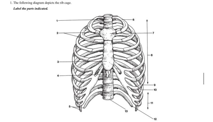 Solved ±1. The following diagram depicts the rib cage. Label | Chegg.com