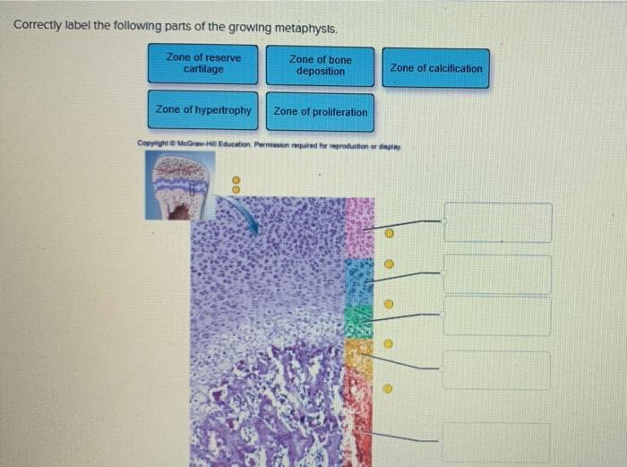 Solved Correctly label the following parts of the growing | Chegg.com