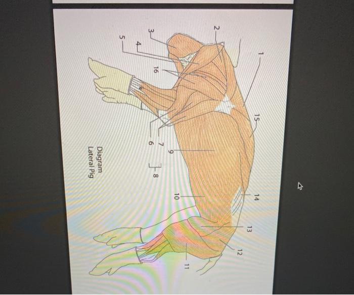 Solved Diagram Ventral Muscles Pig 16 17 18 19 21 6 22 23 24 | Chegg.com