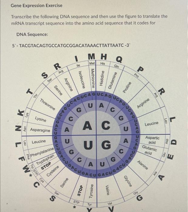 Solved Gene Expression Exercise Transcribe the following DNA | Chegg.com