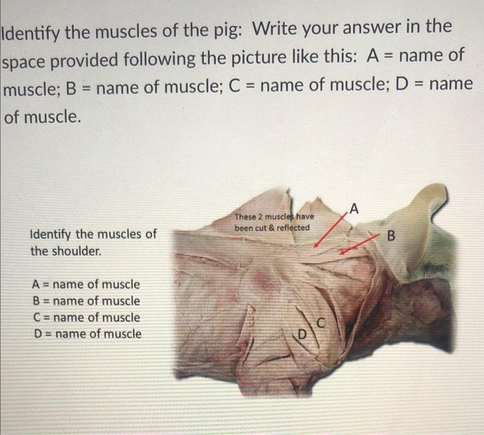 Solved identify the muscles of the pig: A = muscle name B = | Chegg.com