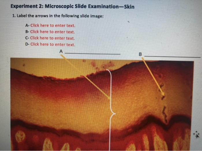 Solved Experiment 2: Microscopic Slide Examination-Skin 1. | Chegg.com